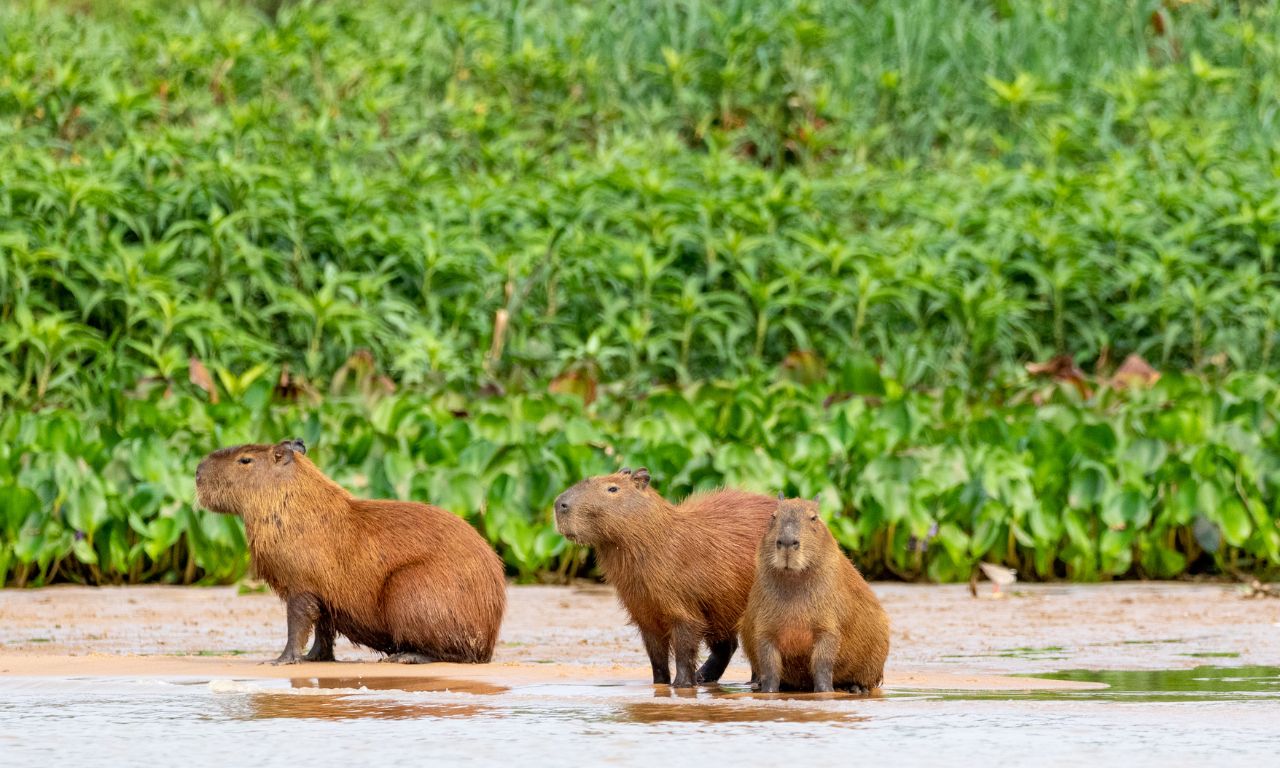Dia Internacional da Capivara - Portal C3